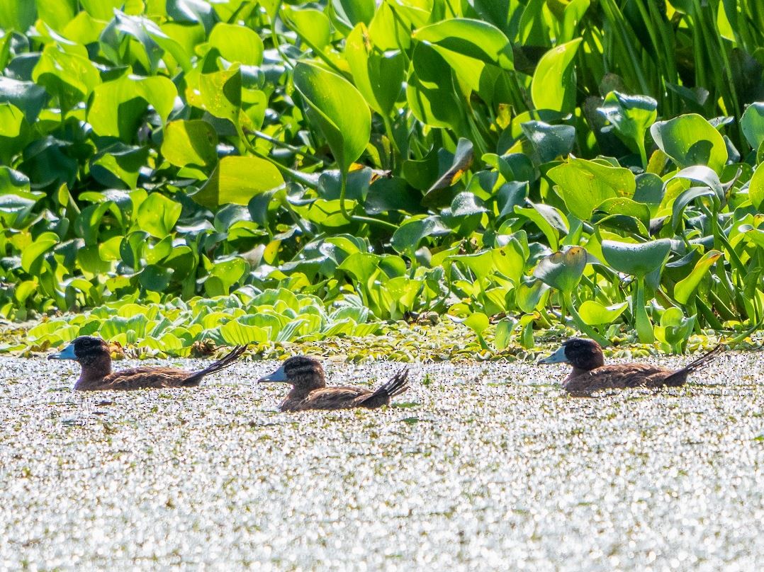 Laguna de Olomega - Orniverse