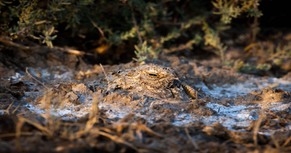 Fokstumyra NR - Orniverse